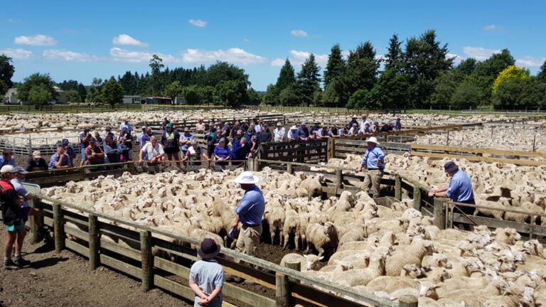 About Orari Gorge Romneys – Orari Gorge