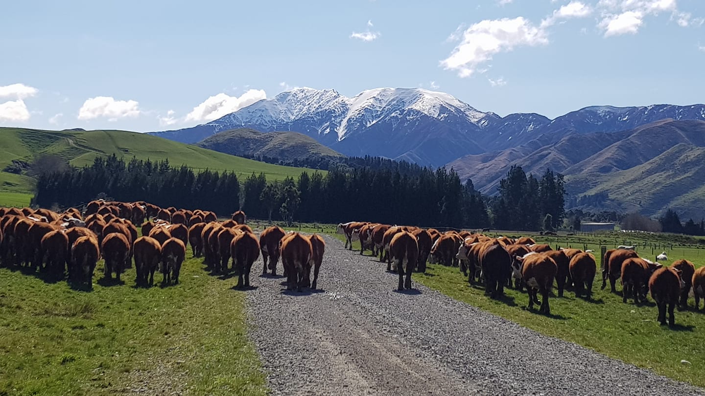 Gallery – Orari Gorge